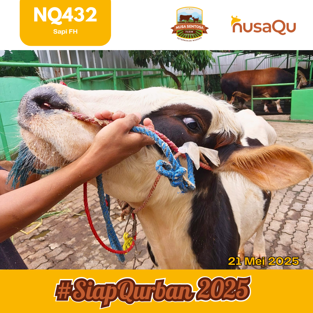 Katalog Sapi Ekonomis